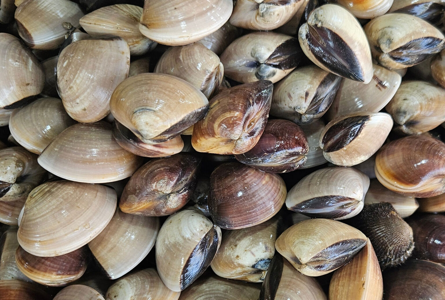Soft Shell Clams | Yarmouth Bar Fisheries
